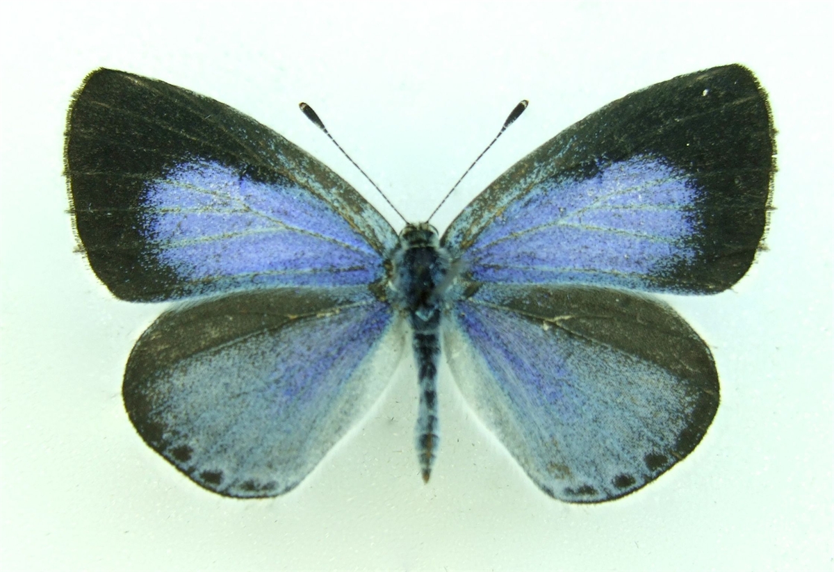 Celastrina argiolus HOLLY BLUE - World of Butterflies and Moths