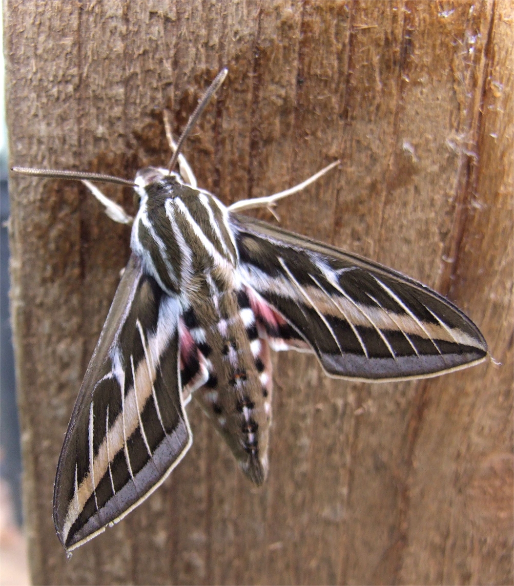 White Striped Hawk-Moth (H.lineata) - World of Butterflies and Moths