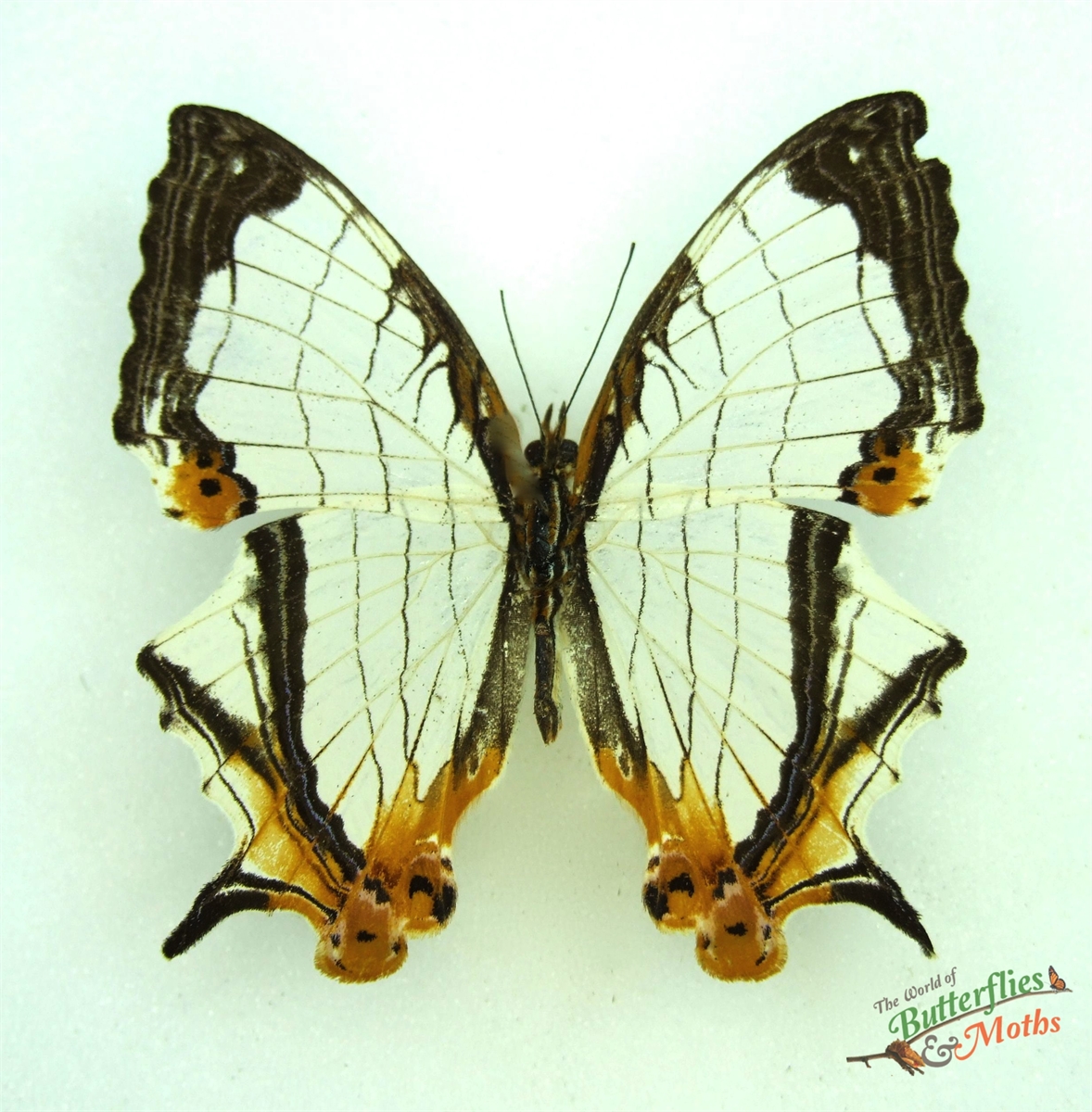 Cyrestis nivea INDONESIA - World of Butterflies and Moths