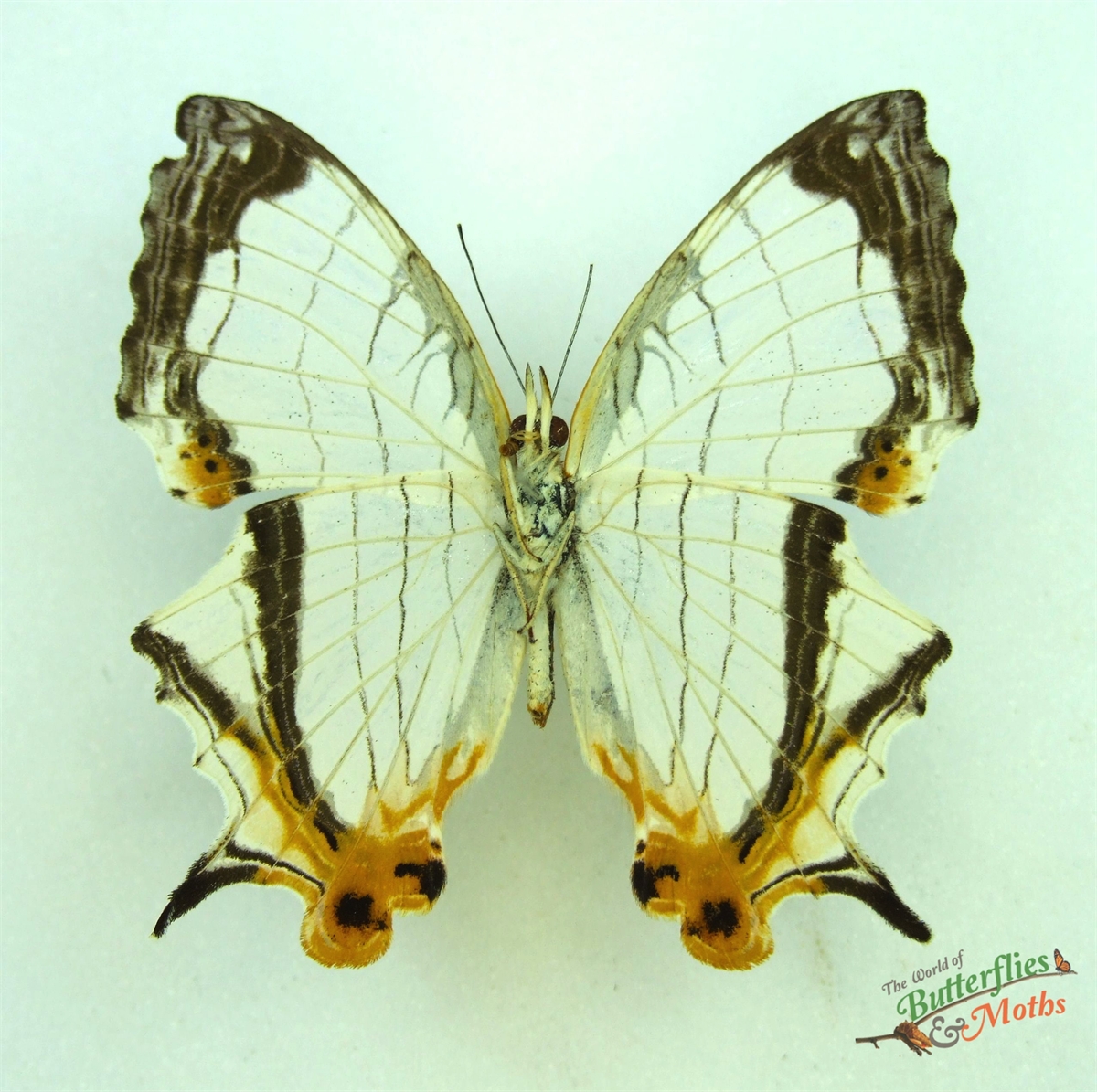 Cyrestis nivea INDONESIA - World of Butterflies and Moths