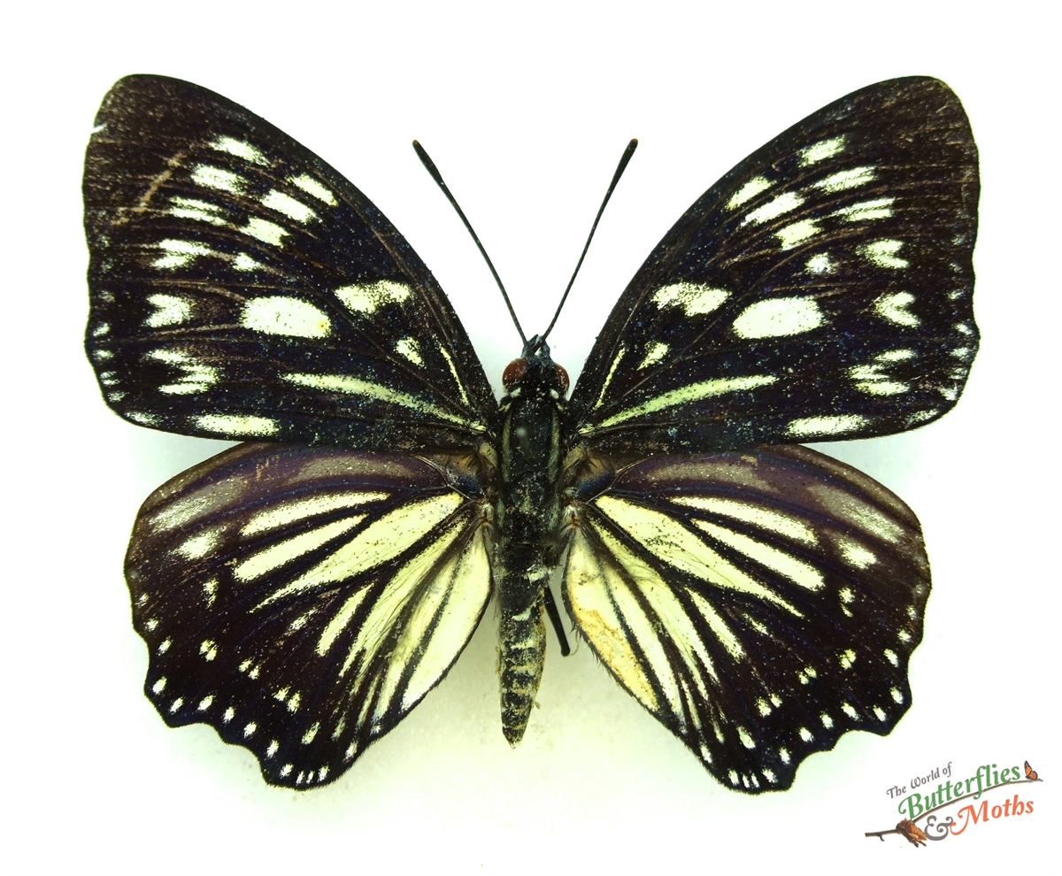 Euripus nyctelius euploeoides MALAYSIA - World of Butterflies and Moths