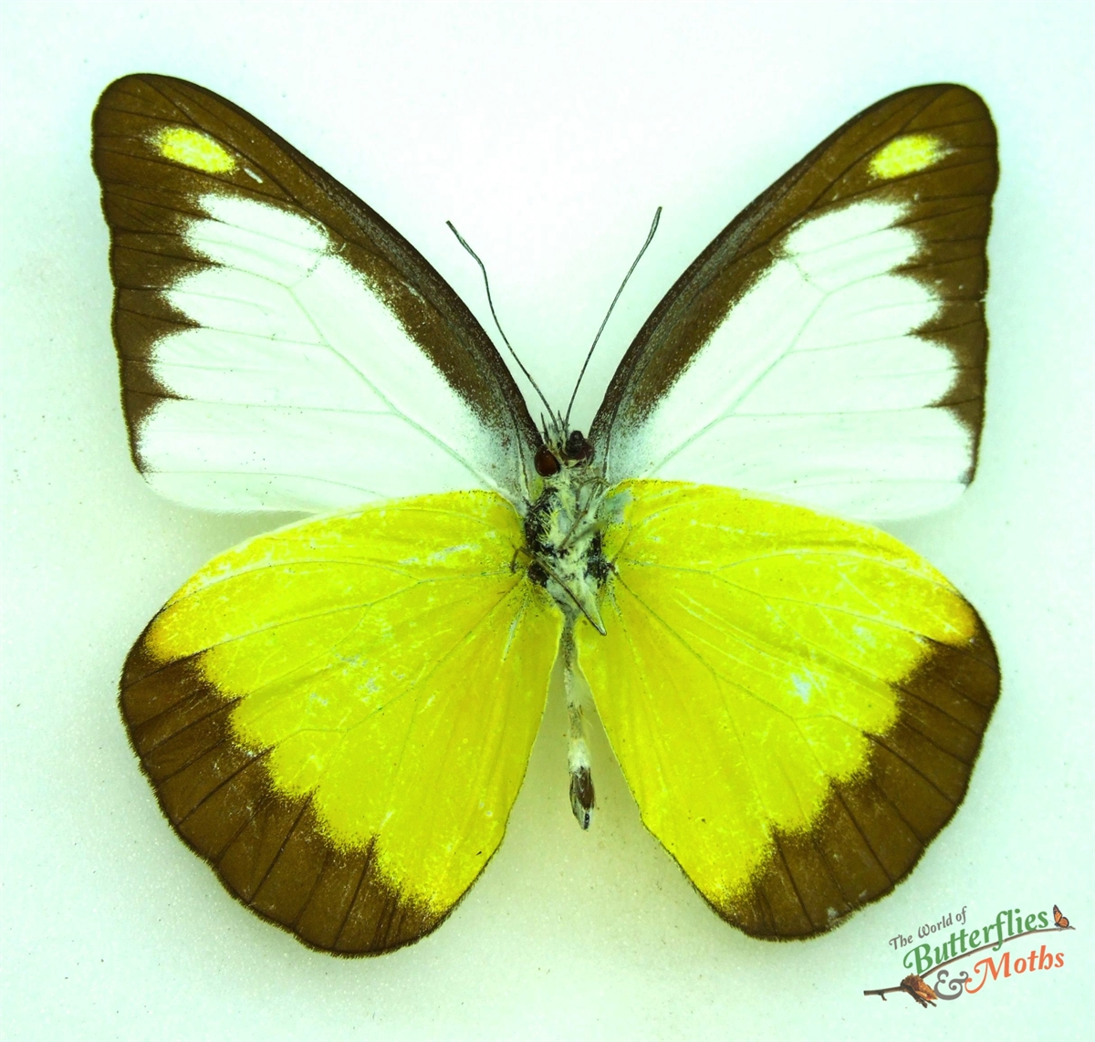 Appias lyncida vasava Malaysia - World of Butterflies and Moths