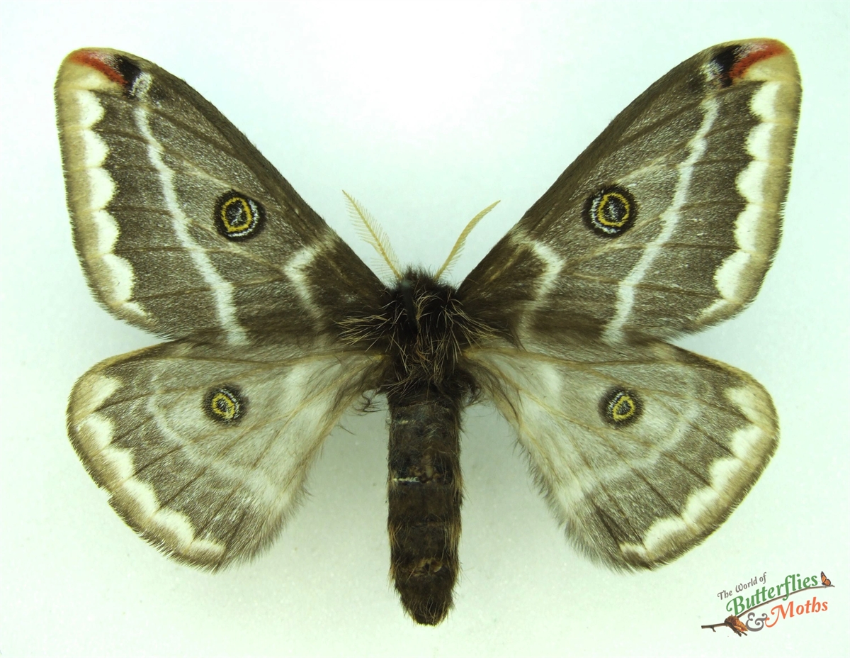 Agapema anona USA - World of Butterflies and Moths