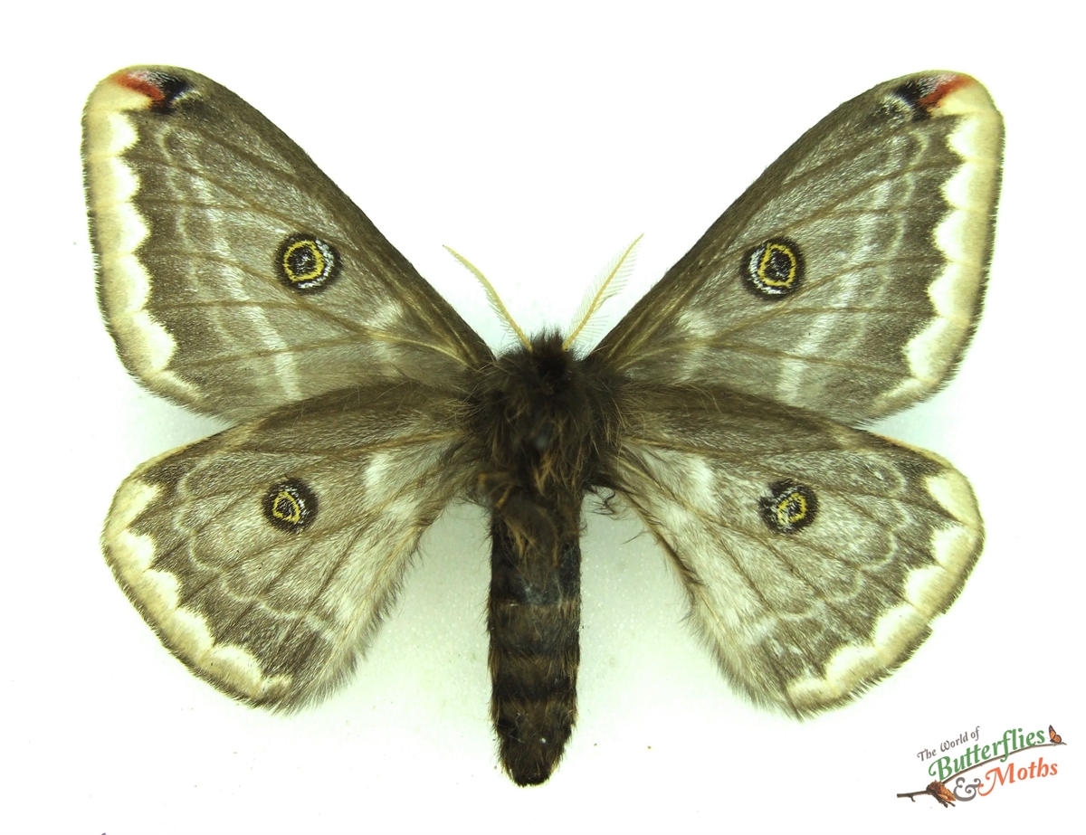 Agapema anona USA - World of Butterflies and Moths
