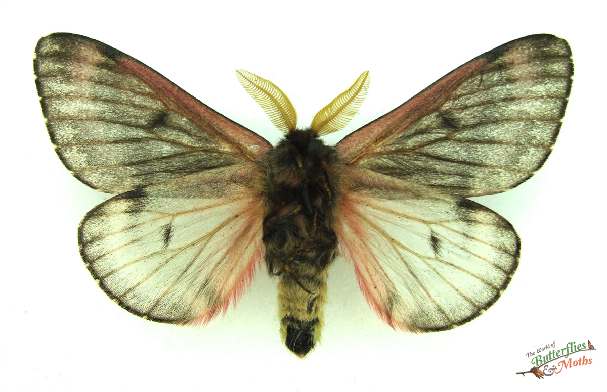 Coloradia doris USA - World of Butterflies and Moths