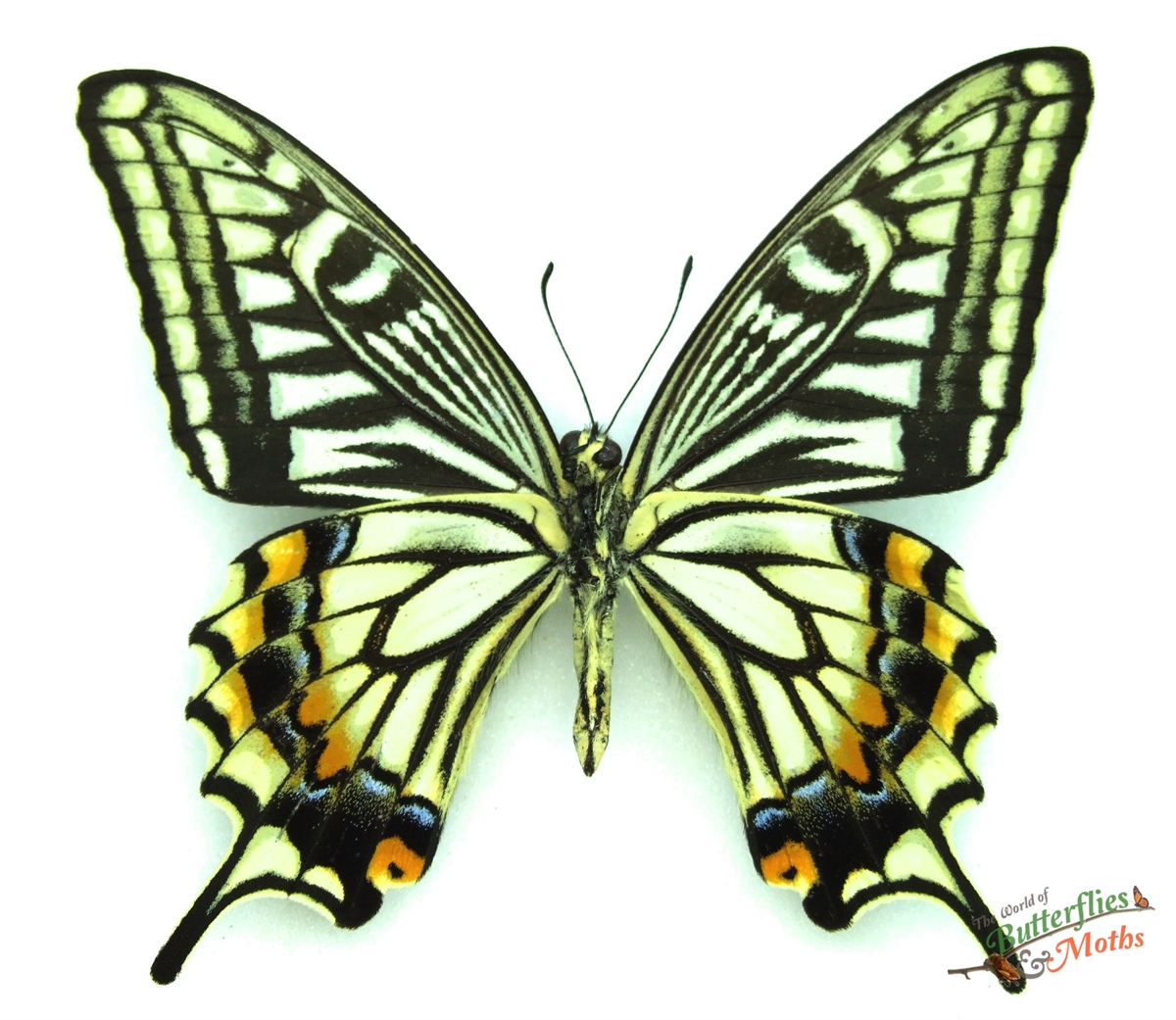 Papilio xuthus Asian Swallowtail CHINA - World of Butterflies and Moths
