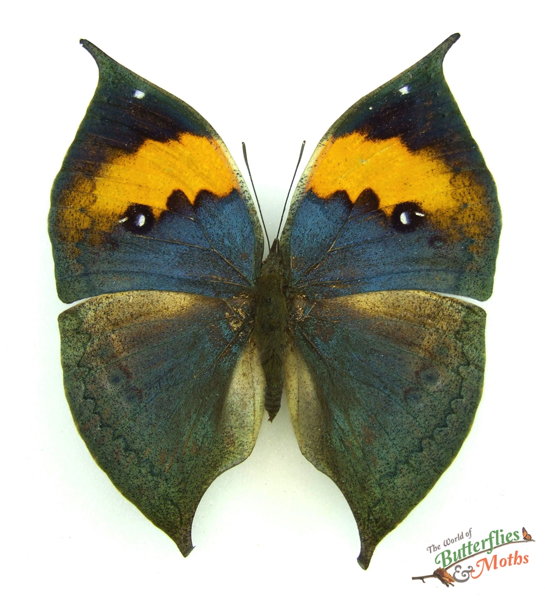 Kallima inachus THAILAND - World of Butterflies and Moths