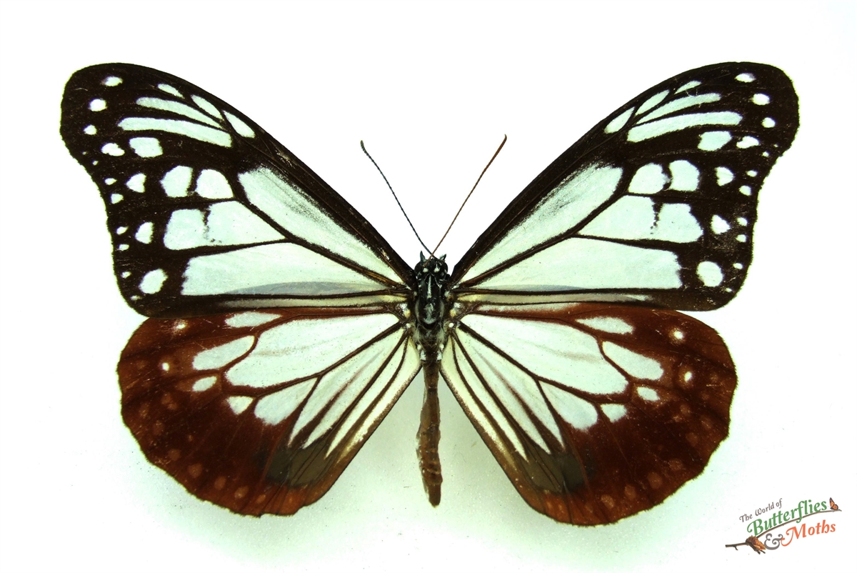 Parantica sita CHINA - World of Butterflies and Moths