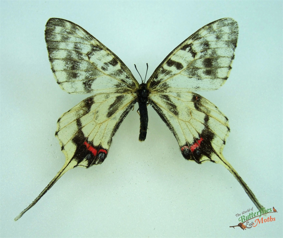 Sericinus montela koreanus Dragon Swallowtail South KOREA - World of ...