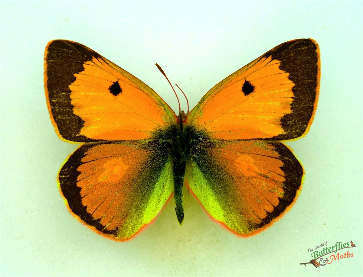 Colias fieldii CHINA A- World of Butterflies and Moths