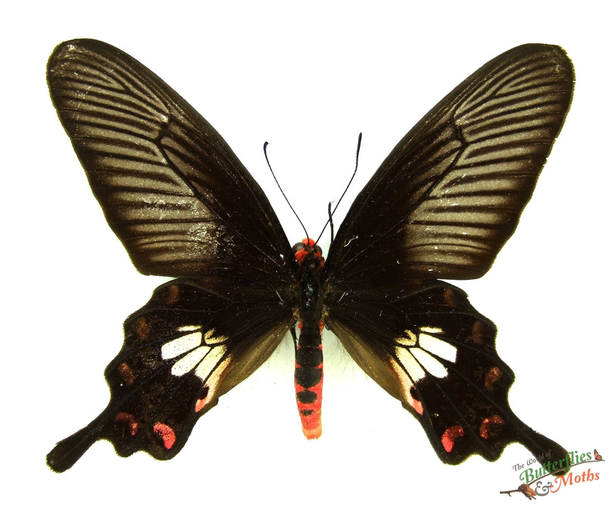 Pachliopta aristolochiae Common Rose Thailand - World of Butterflies ...