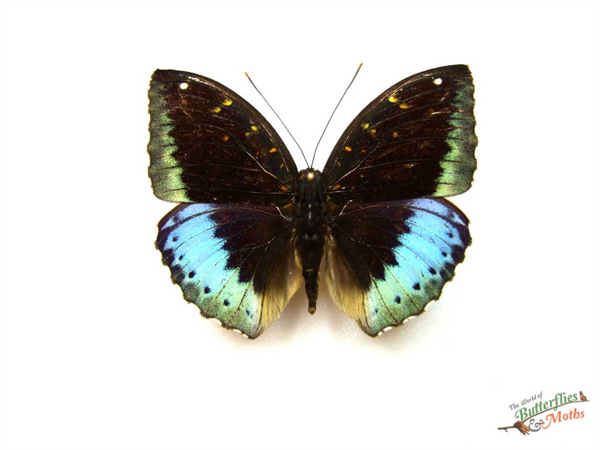 Lexias pardalis THAILAND - World of Butterflies and Moths