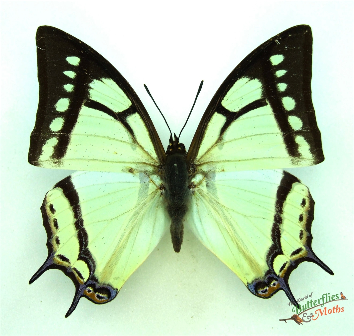 Polyura narcaeus - World of Butterflies and Moths