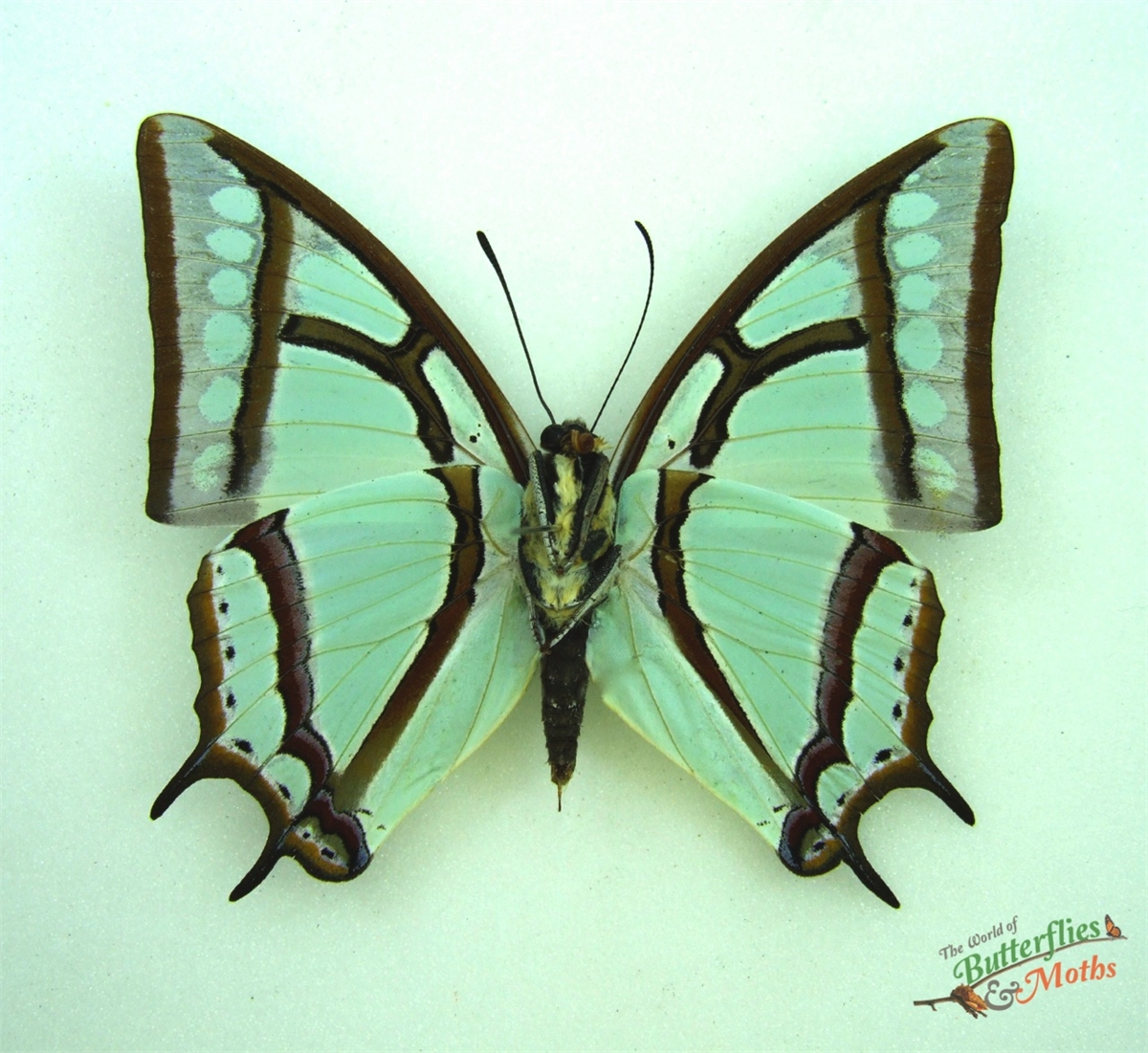 Polyura narcaeus - World of Butterflies and Moths