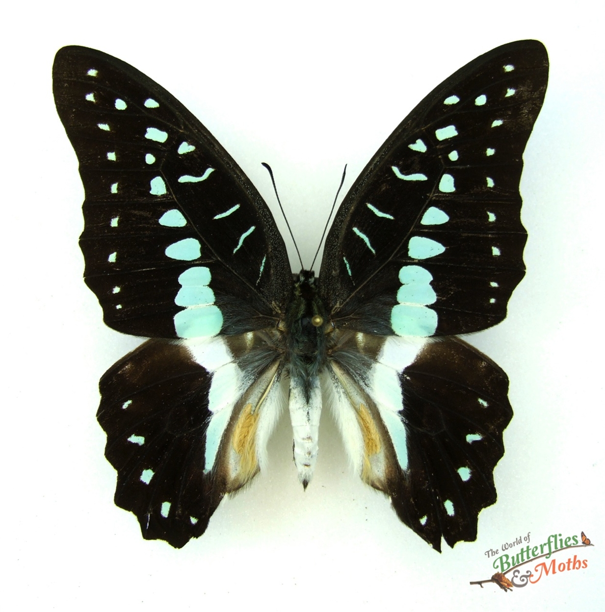 Graphium eurypylus pamphylus BUTON - World of Butterflies and Moths