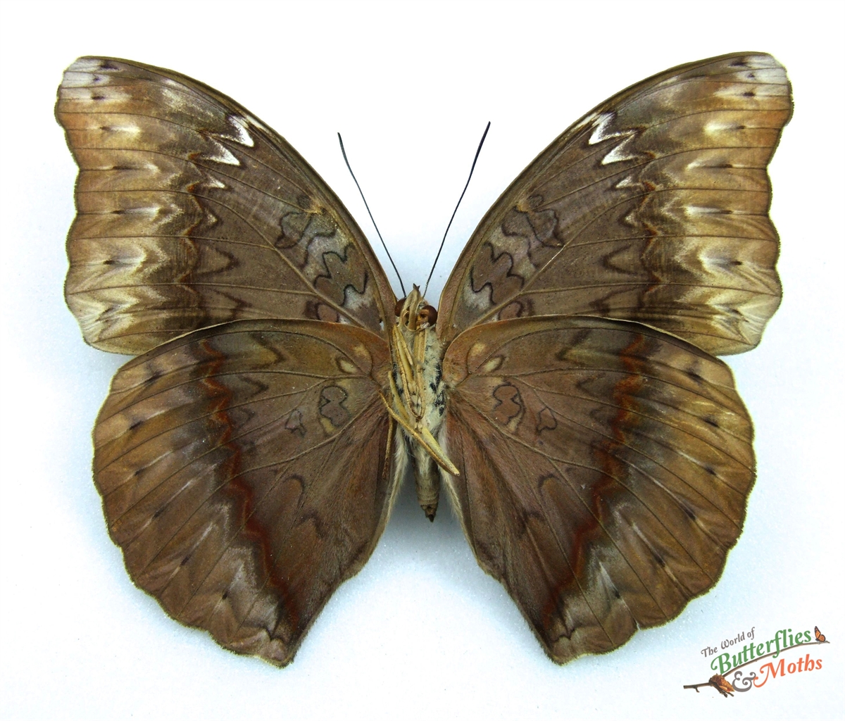 Cymothoe hypatha Large Lurid Glider - World of Butterflies and Moths