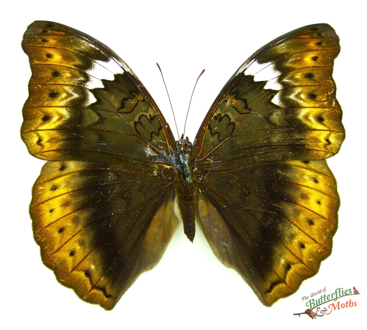 Cymothoe hypatha Large Lurid Glider - World of Butterflies and Moths
