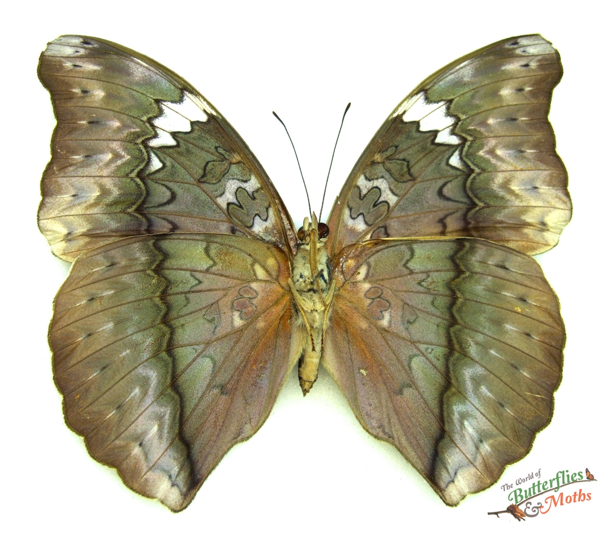 Cymothoe hypatha Large Lurid Glider - World of Butterflies and Moths