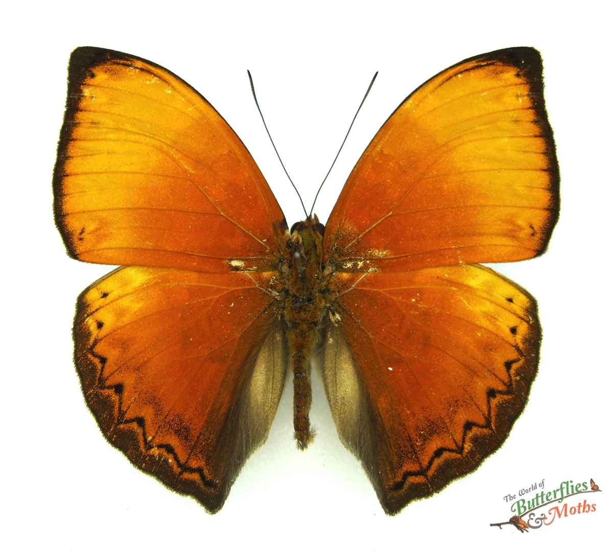 Cymothoe lurida CAMEROON - World of Butterflies and Moths