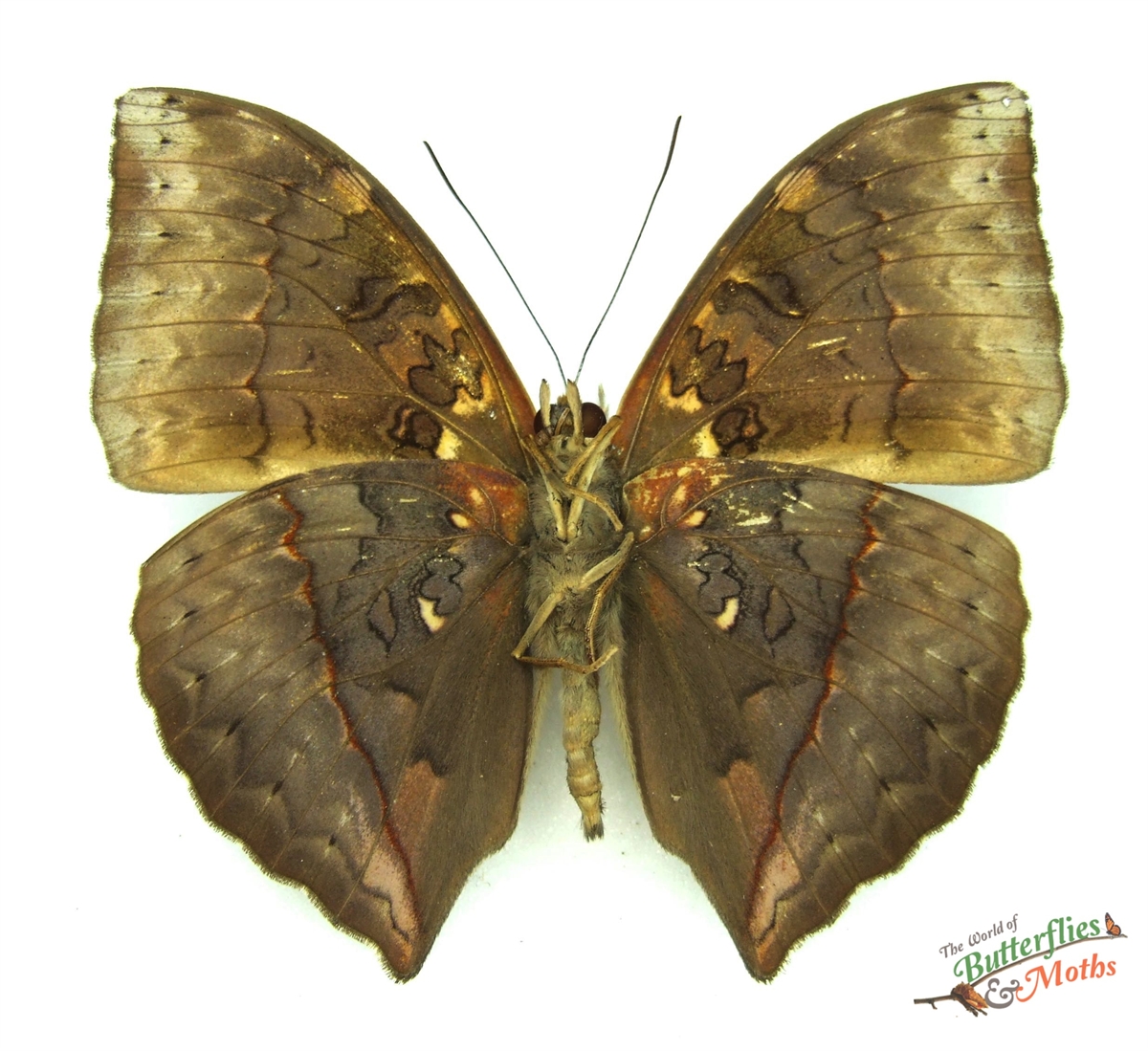Cymothoe lurida CAMEROON - World of Butterflies and Moths