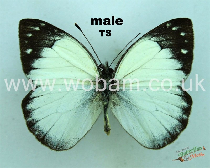 Delias momea WEST JAVA - World of Butterflies and Moths