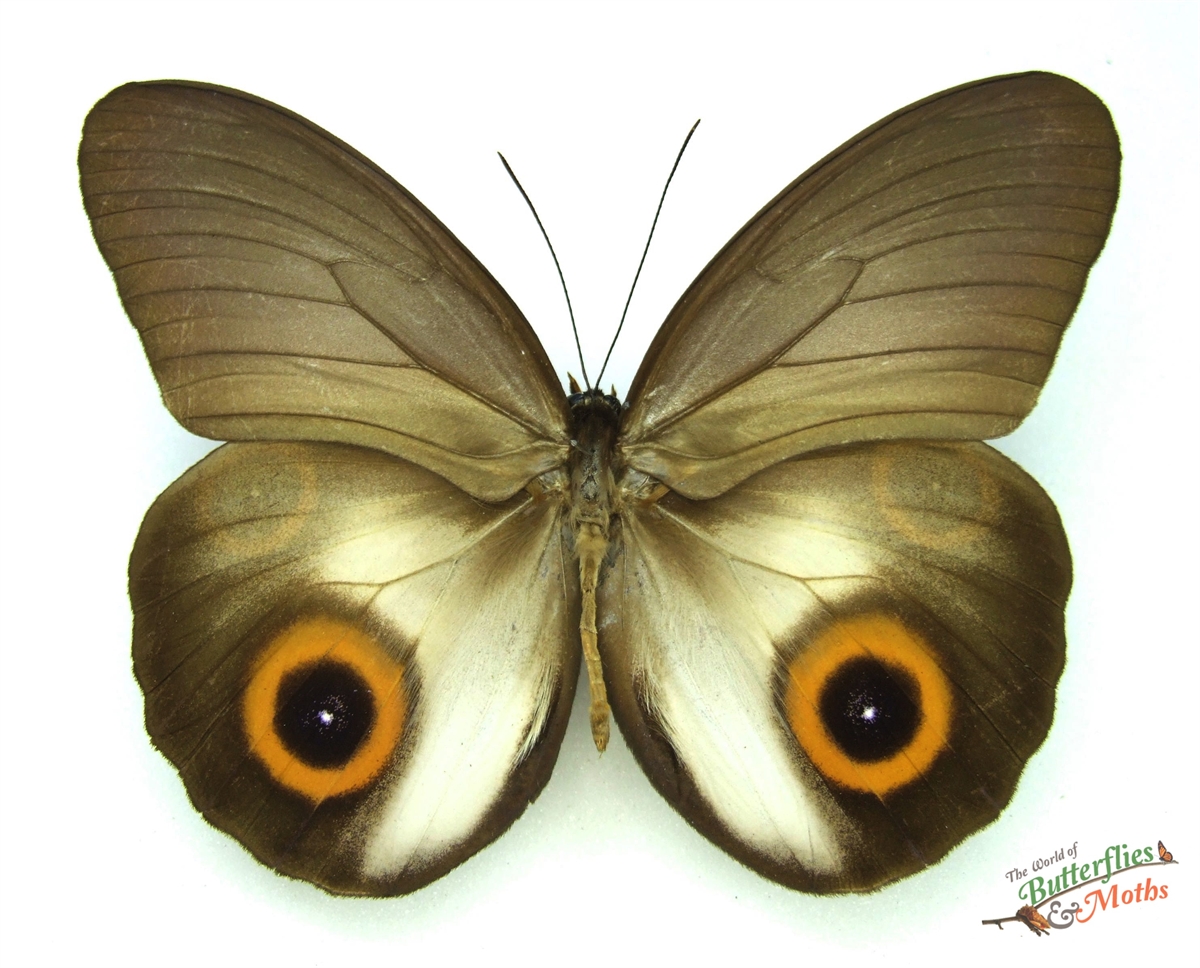 Taenaris urania Owl Butterfly INDONESIA Ambon - World of Butterflies ...