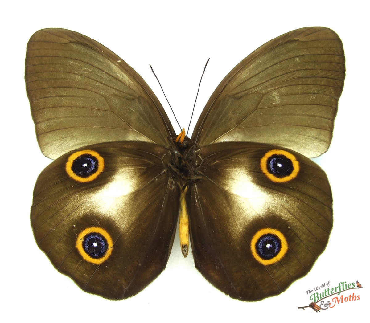 Taenaris urania Owl Butterfly INDONESIA Ambon - World of Butterflies ...