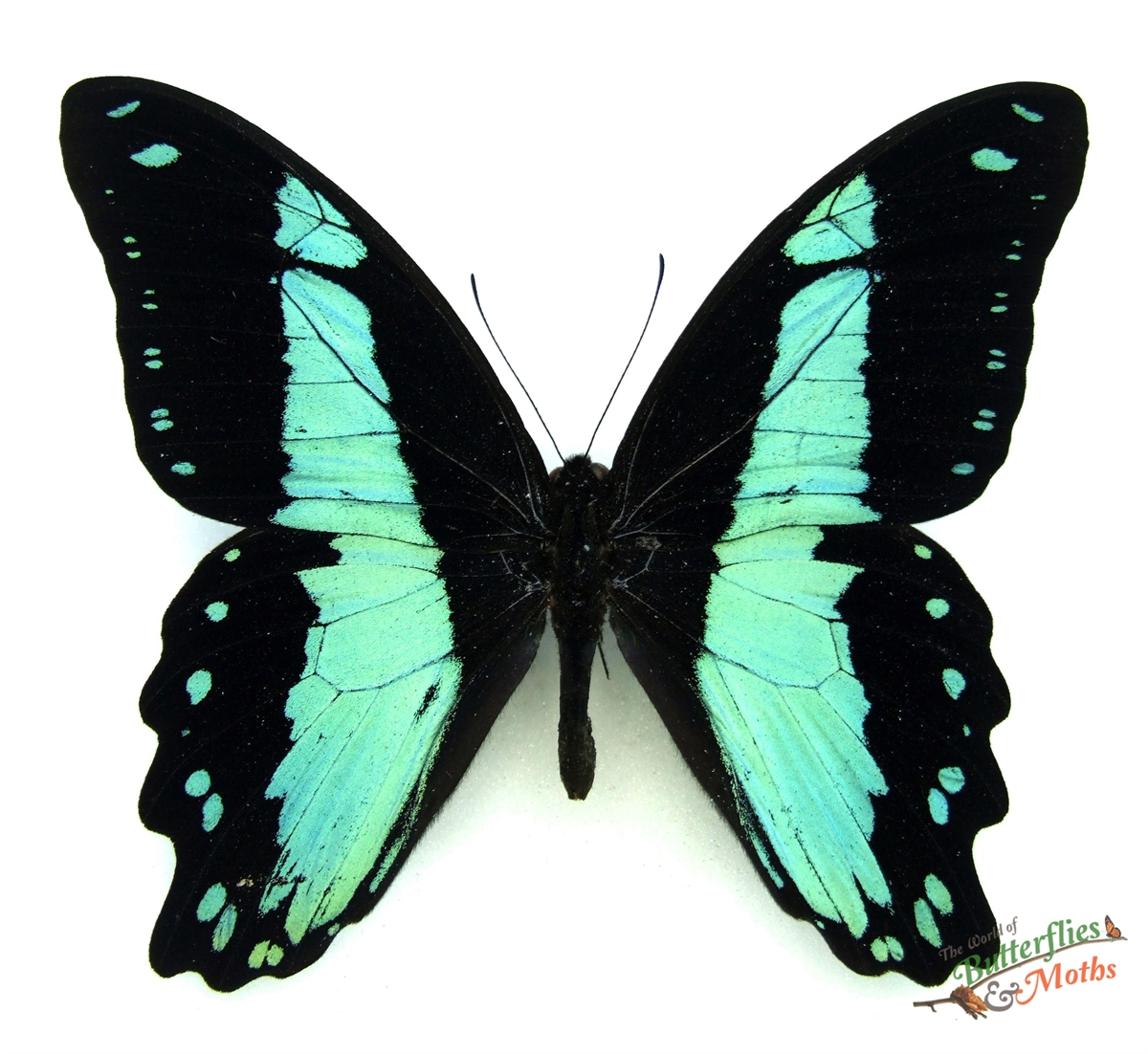 Papilio chrapkowskoides nurettini (bromius) CAMEROON - World of ...