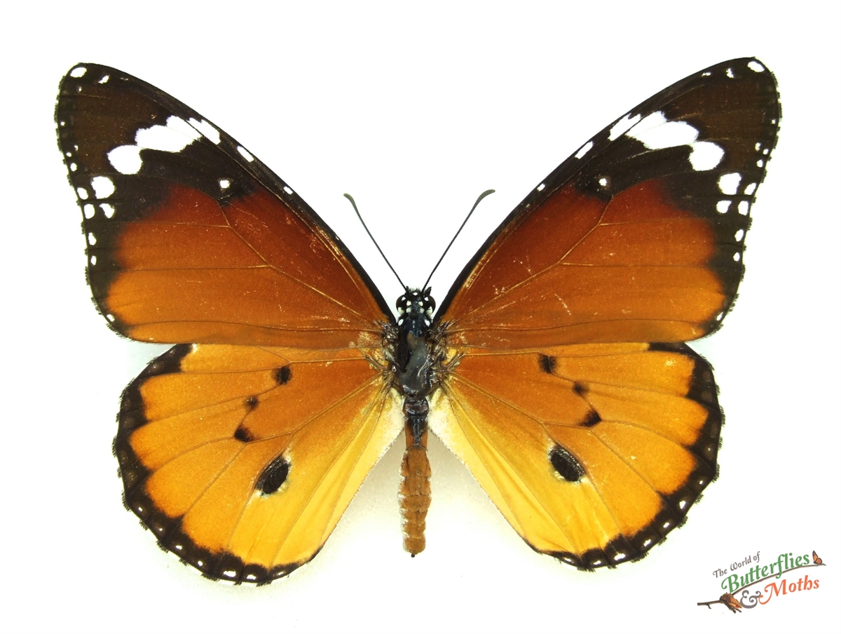 Danaus chrysippus Plain Tiger INDONESIA - World of Butterflies and Moths