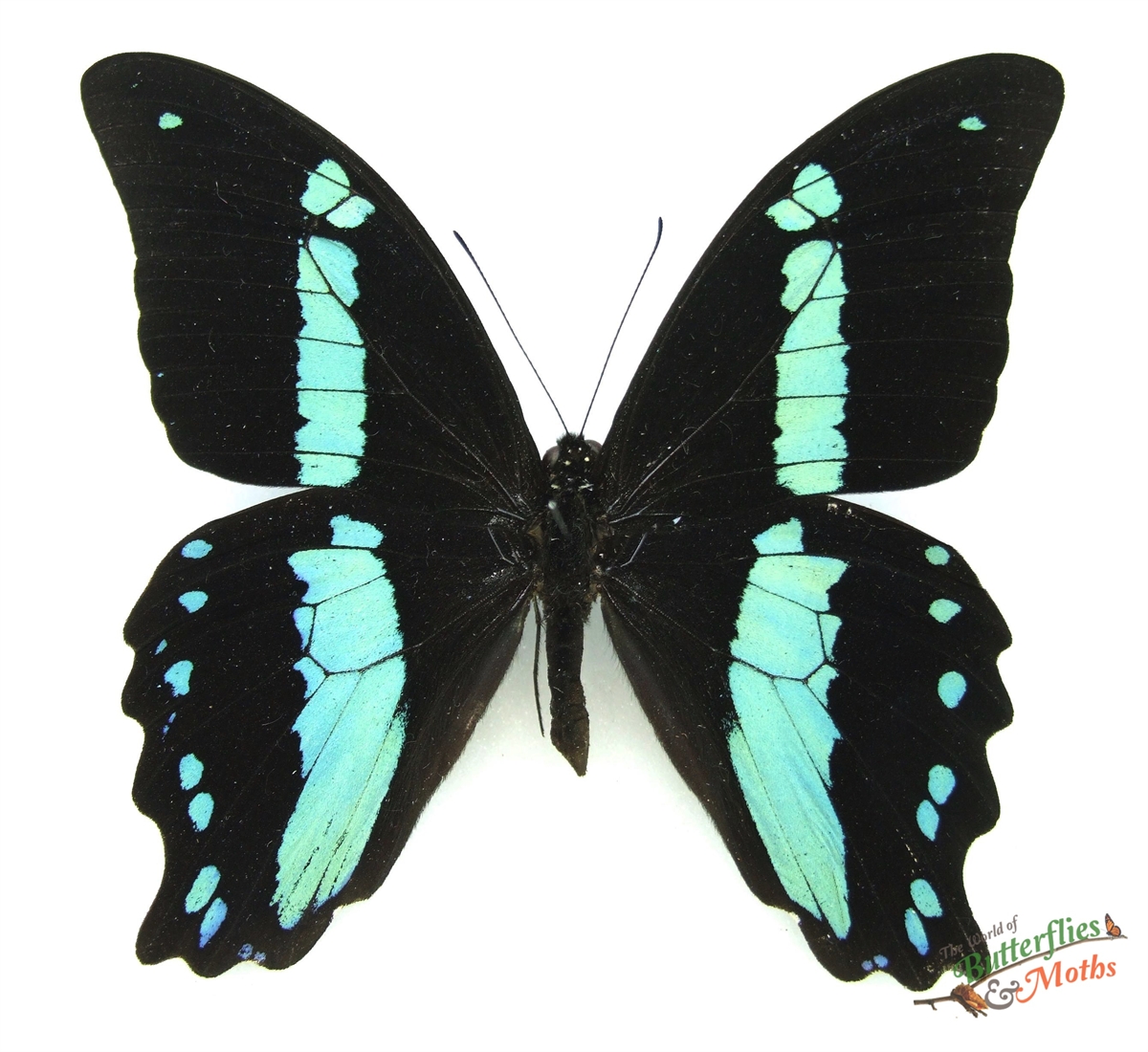 Papilio nireus Green Banded Swallowtail AFRICA - World of Butterflies ...