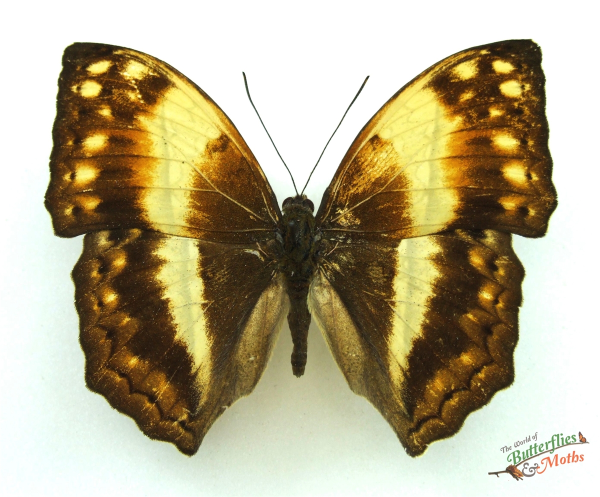 Harma theobene Africa - World of Butterflies and Moths