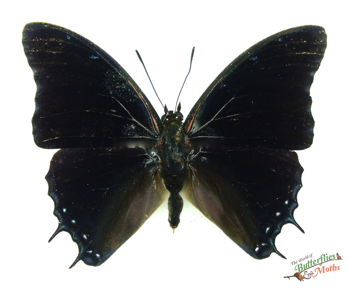 Charaxes etheocles Demon Charaxes C.A.R - World of Butterflies and Moths