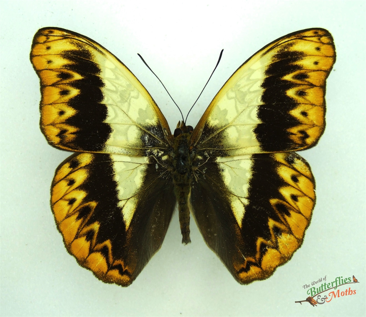 Cymothoe herminia Glider C.A.R - World of Butterflies and Moths