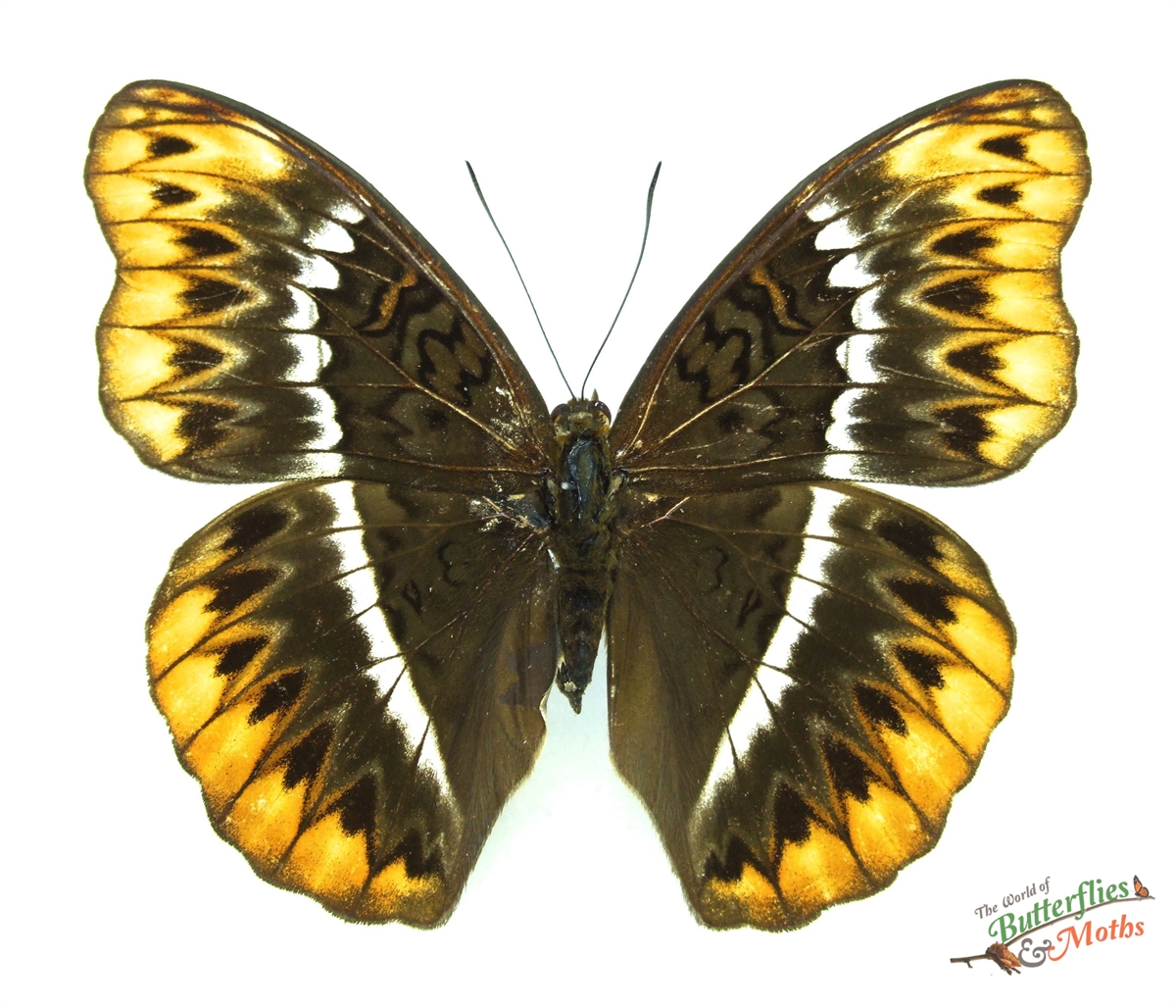 Cymothoe herminia Glider C.A.R - World of Butterflies and Moths
