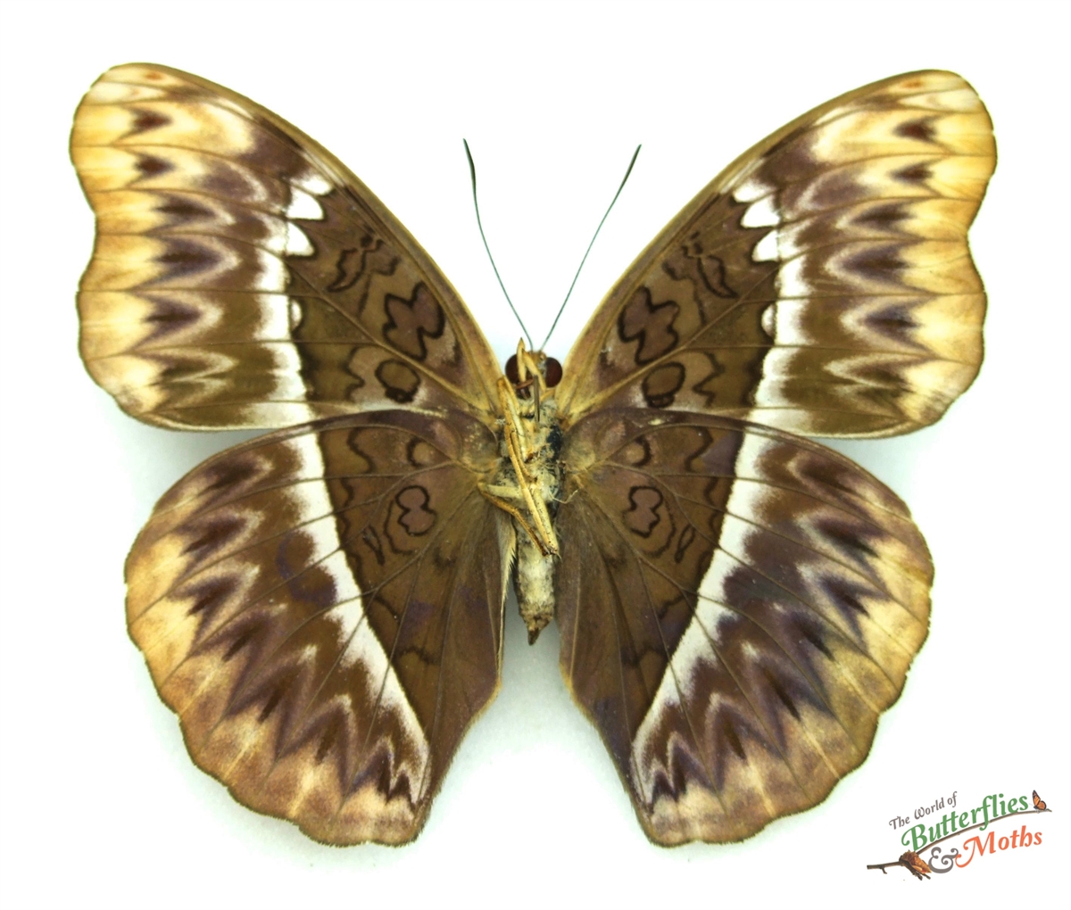 Cymothoe herminia Glider C.A.R - World of Butterflies and Moths