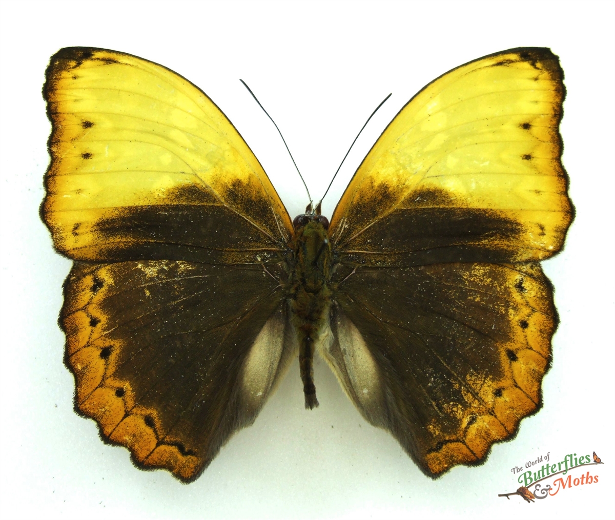 Cymothoe haynae diphyia C.A.R - World of Butterflies and Moths