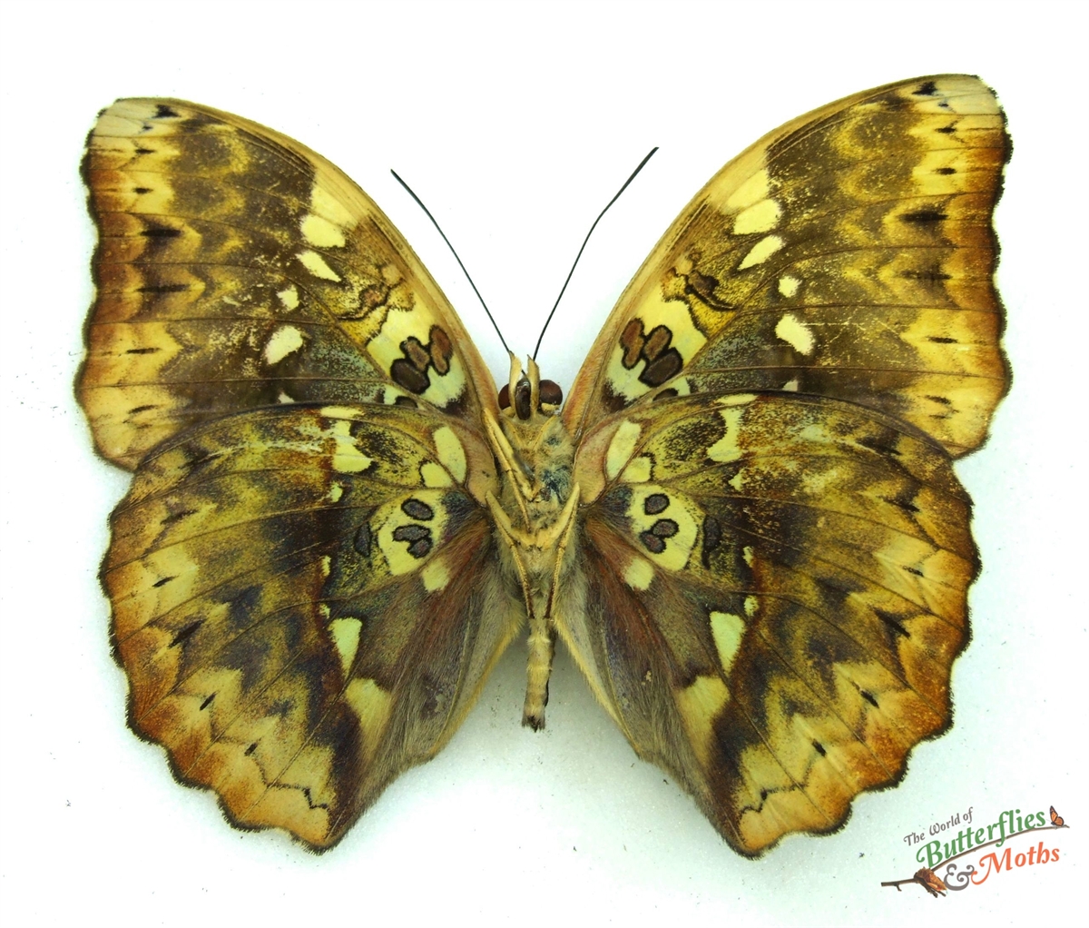 Cymothoe haynae diphyia C.A.R - World of Butterflies and Moths