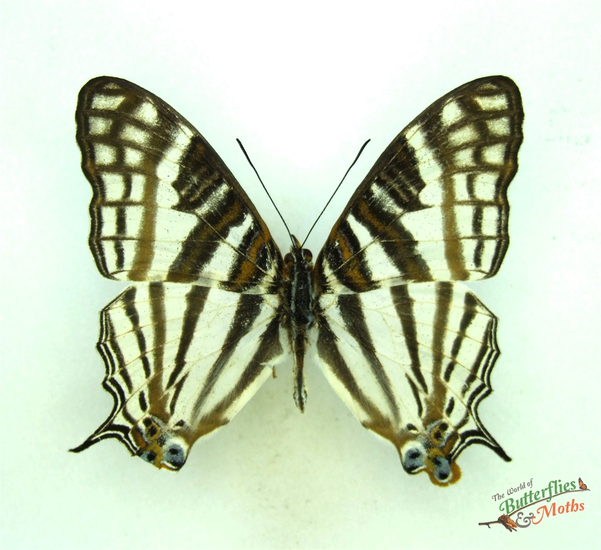 Cyrestis camillus African Map butterfly - World of Butterflies and Moths