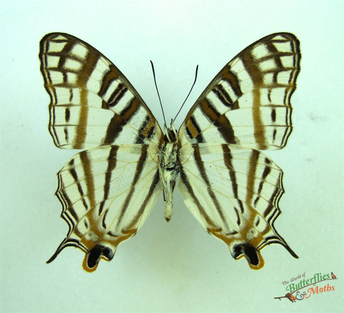 Cyrestis camillus African Map butterfly - World of Butterflies and Moths