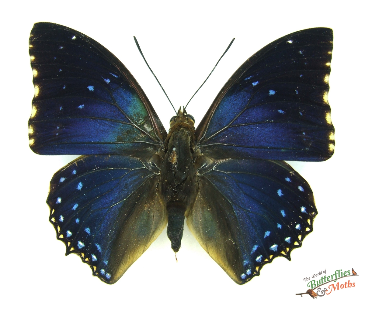 Charaxes numenes C.A.R - World of Butterflies and Moths