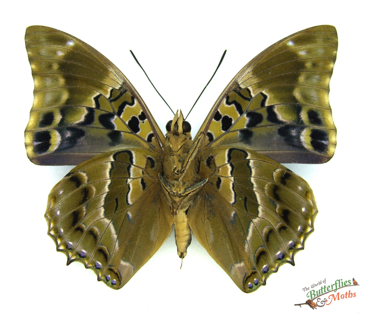 Charaxes numenes C.A.R - World of Butterflies and Moths