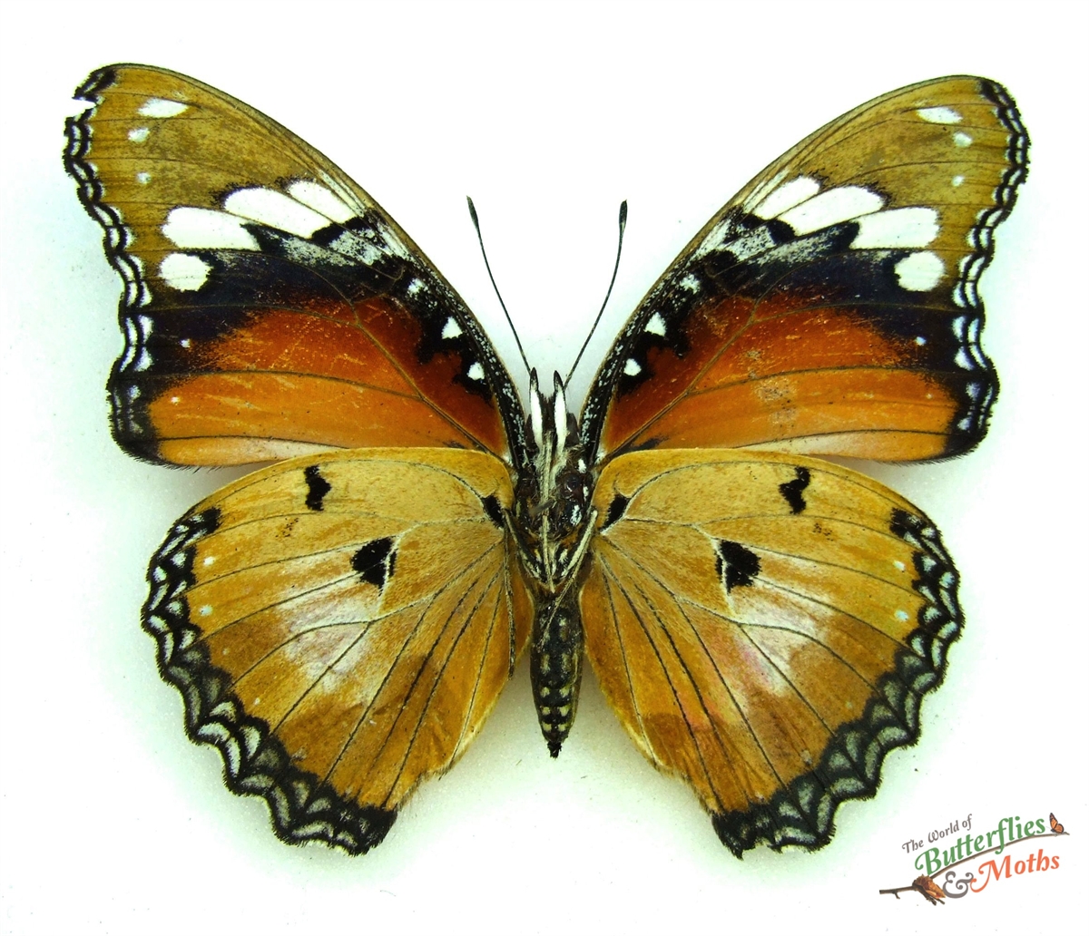 Hypolimnas misippus Danaid eggfly JAVA FM (A-) - World of Butterflies ...