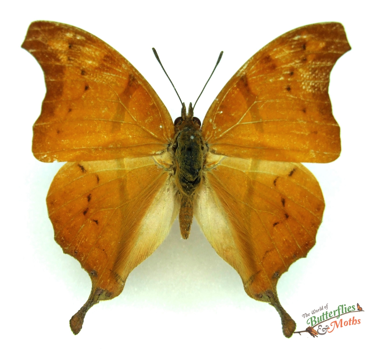 Charaxes zoolina TANZANIA - World of Butterflies and Moths