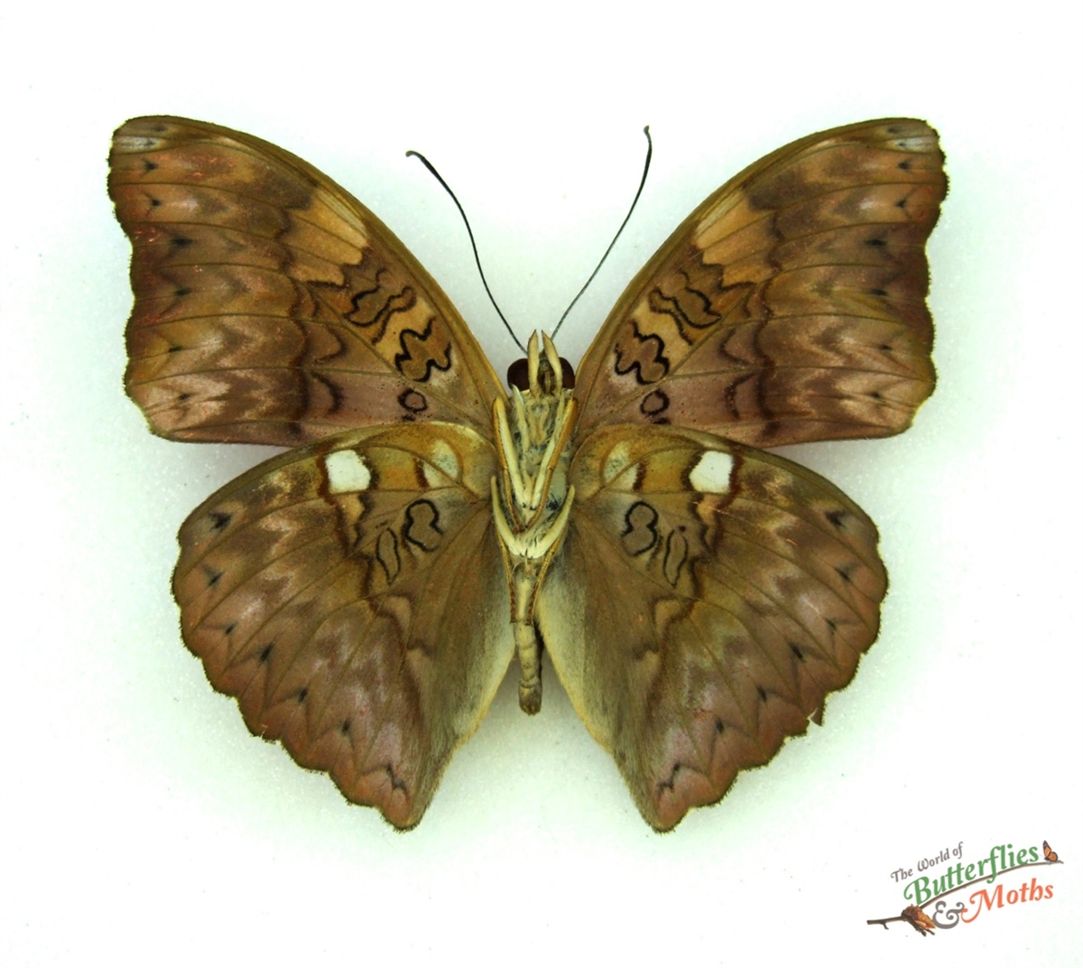 Cymothoe excelsa Scalloped Red Glider CAMEROON - World of Butterflies ...