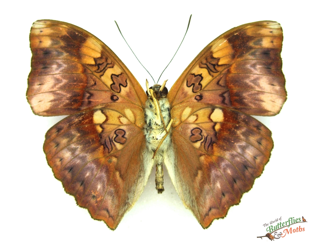 Cymothoe coccinata C.A.R - World of Butterflies and Moths