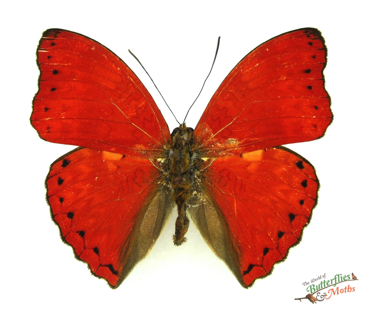 Cymothoe crocea C.A.R - World of Butterflies and Moths