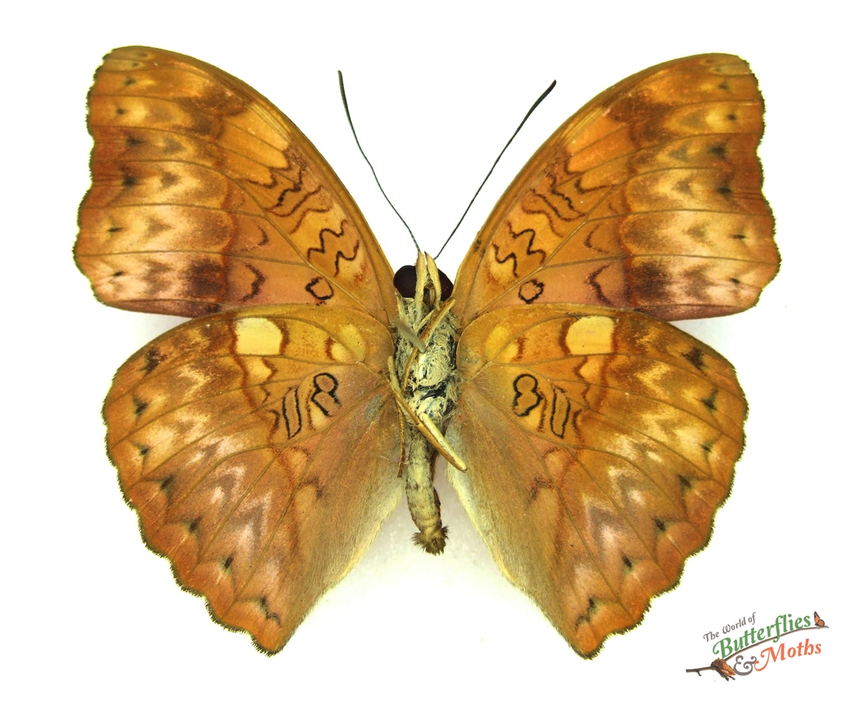 Cymothoe crocea C.A.R - World of Butterflies and Moths