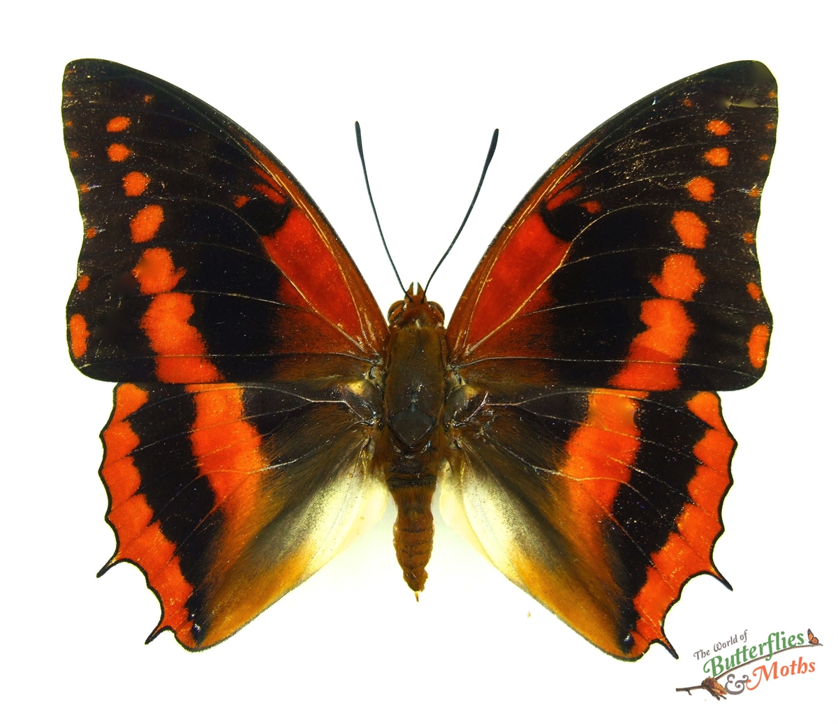 Charaxes cynthia Red Charaxes AFRICA - World of Butterflies and Moths