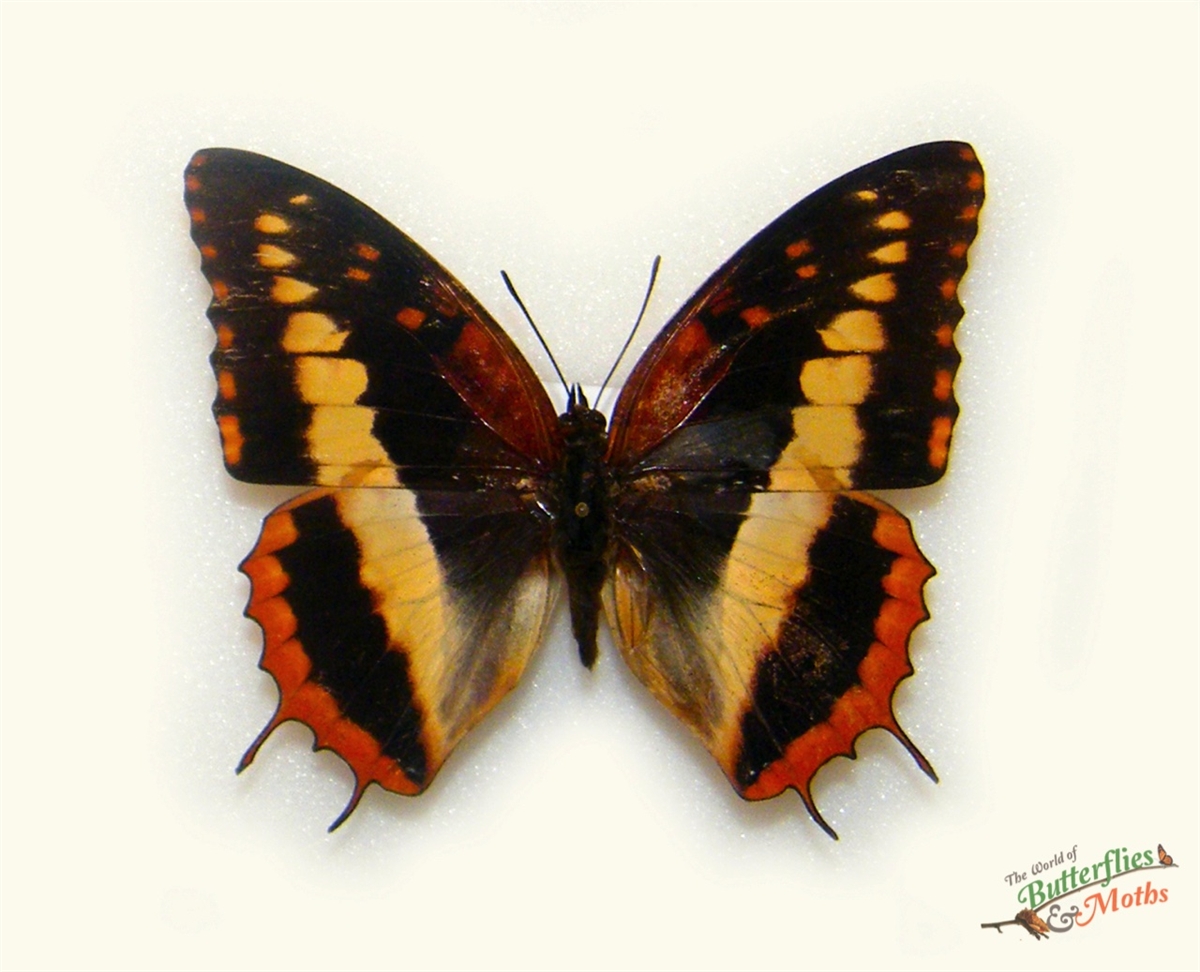 Charaxes cynthia Red Charaxes AFRICA - World of Butterflies and Moths