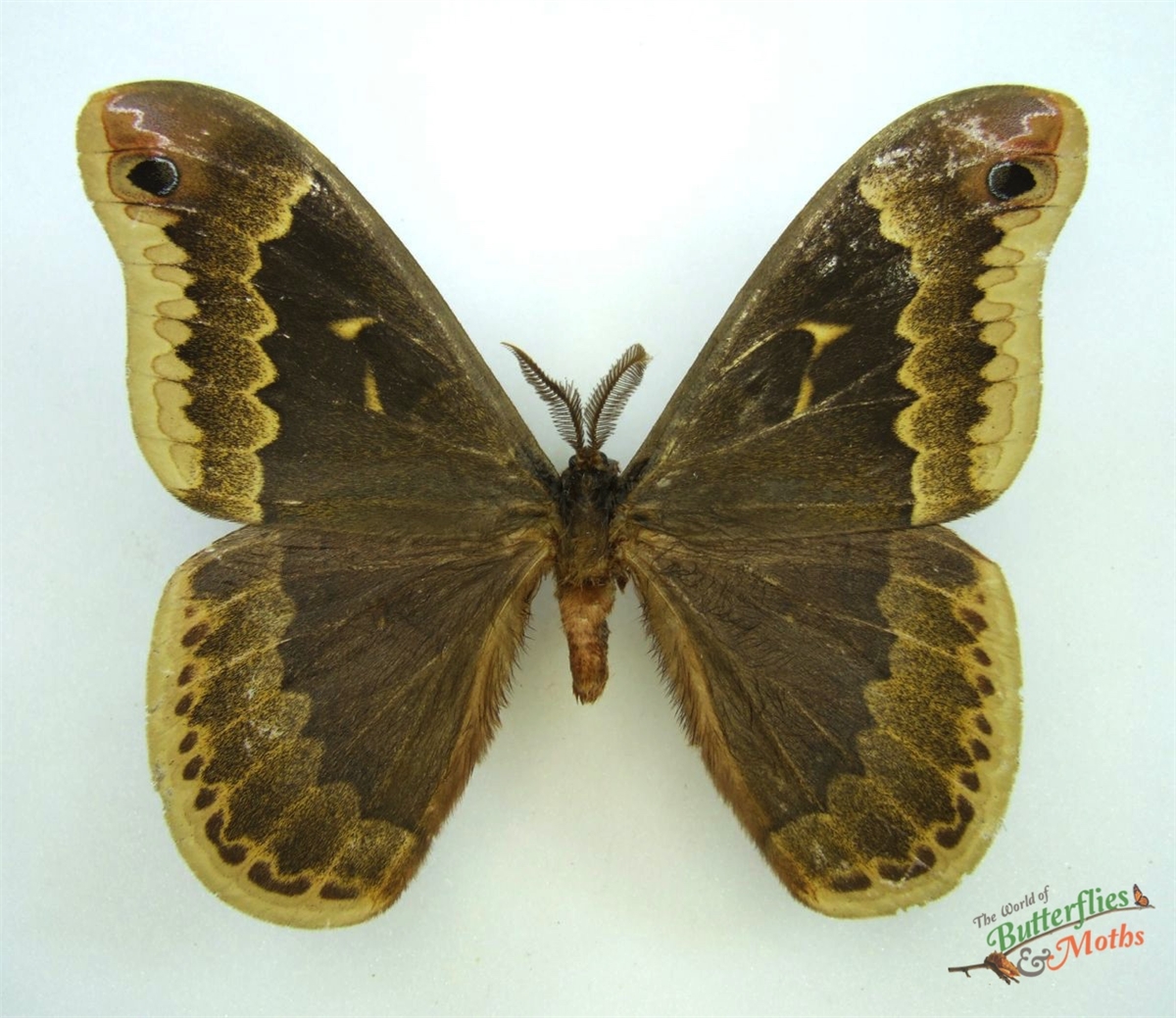 Callosamia securifera USA - World of Butterflies and Moths